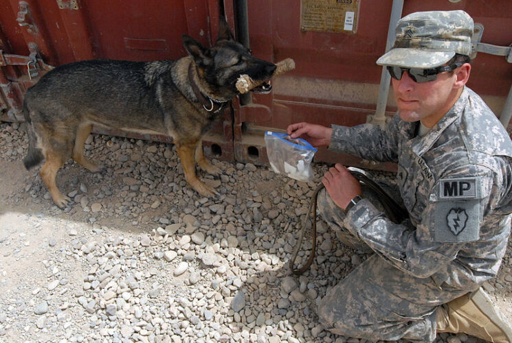The Pentagon uses canine therapy to reduce PTSD symptoms in veterans ...