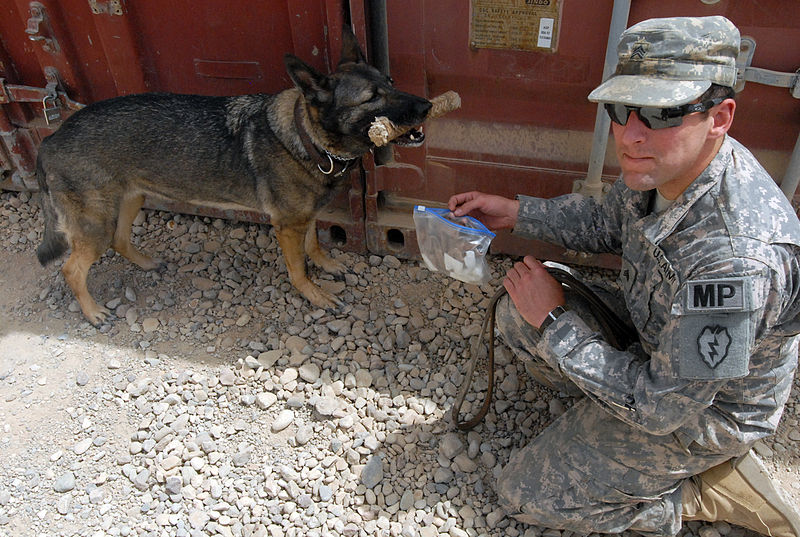 The Pentagon uses canine therapy to reduce PTSD symptoms in veterans ...